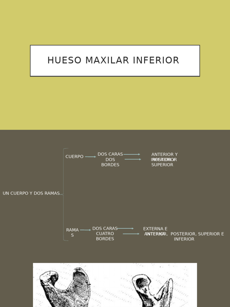 Estructura del Hueso Maxilar Inferior | PDF
