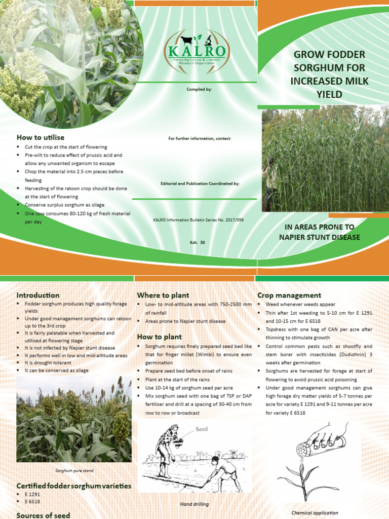 Grow Fodder Sorghum for Milk Yield | PDF
