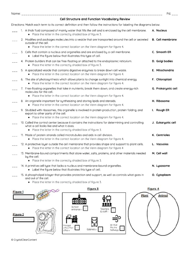 2D. Cells and Organelles Vocabulary Review Worksheet | PDF
