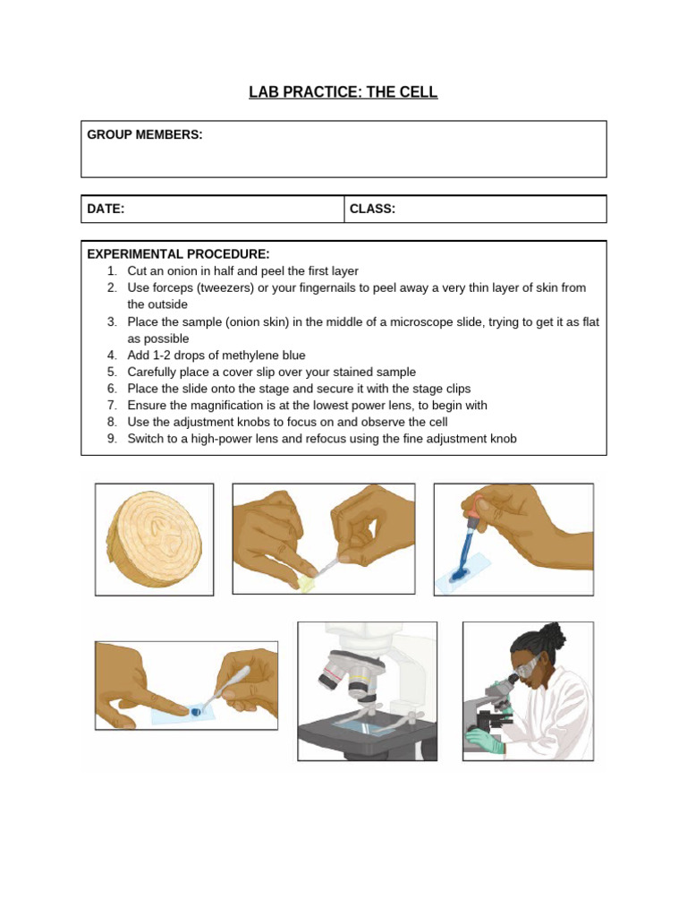 Onion Cell Experiment | PDF