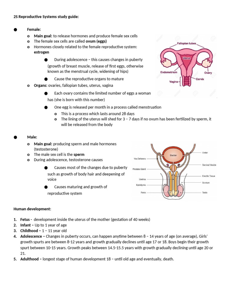 Study Guide - Reproductive System + Human Development | PDF ...