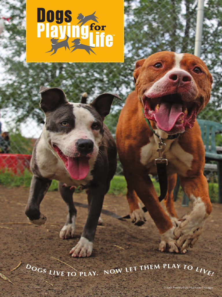 Dogs Playing For Life Manual | PDF | Dogs | Animal Training