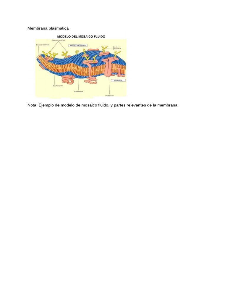 Estructura de la Membrana Plasmática | PDF