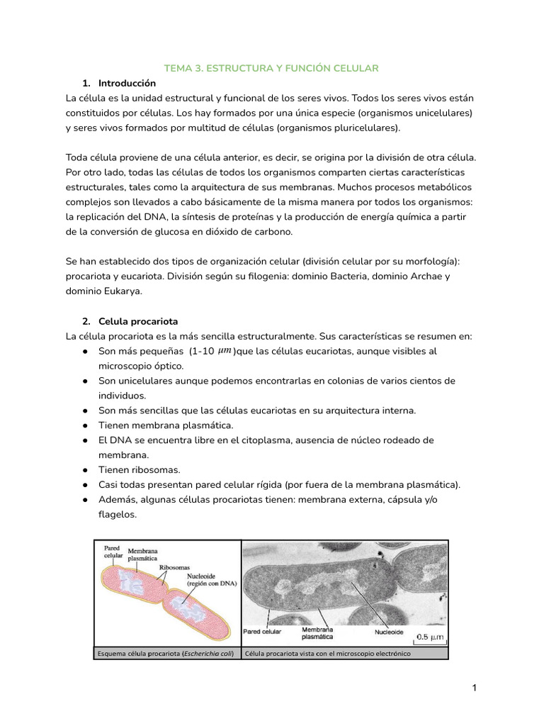 Tema 3 B | PDF | Citoplasma | Nucleo celular