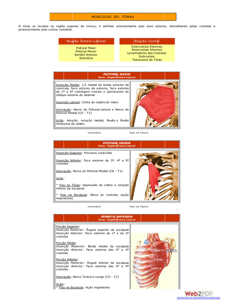 MÚSCULOS DO TÓRAX | PDF | Sistema Locomotor | Anatomia humana