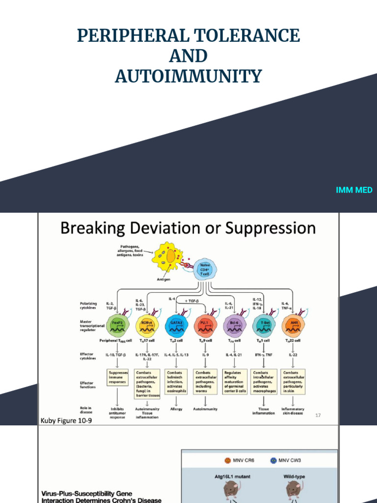 PERIPHERAL TOLERANCE AND AUTOIMMUNITY | PDF