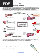 Feedback Loops - Glucose and Glucagon | PDF | Insulin | Glucose