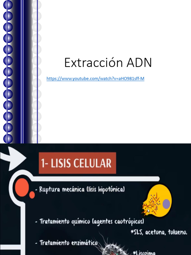 14 Tecnicas moleculares Extracción ADN | PDF