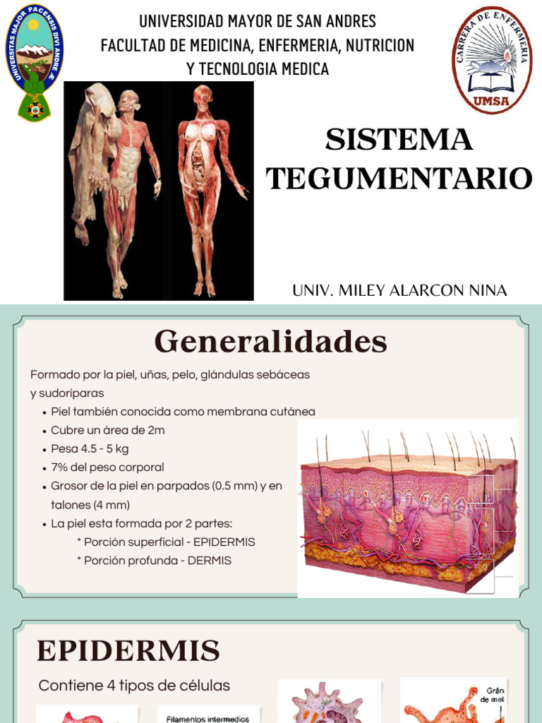 Sistema Tegumentario | PDF | Piel | Epidermis