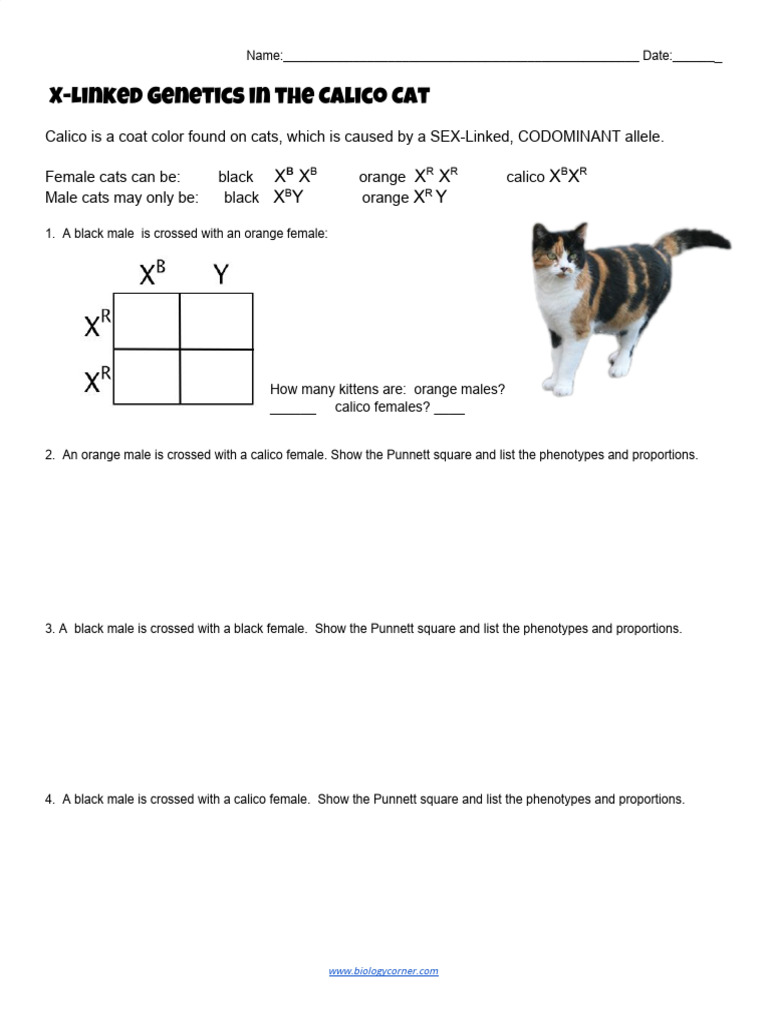 Calico Cat Genetics Worksheet | PDF