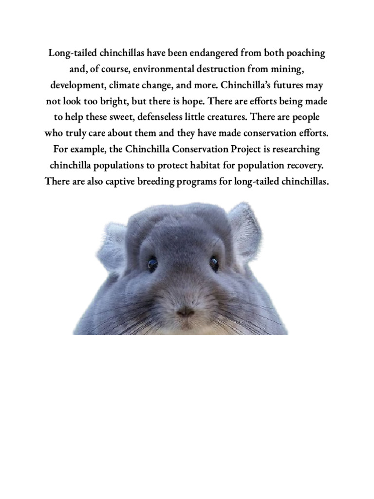 Chinchilla Research - Google Docs | PDF
