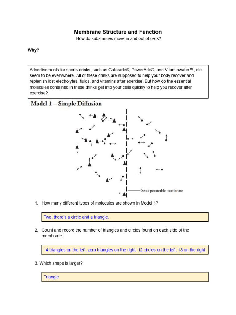 Paula A. Araujo - POGIL Membrane Structure and Function | PDF | Cell Membrane | Diffusion