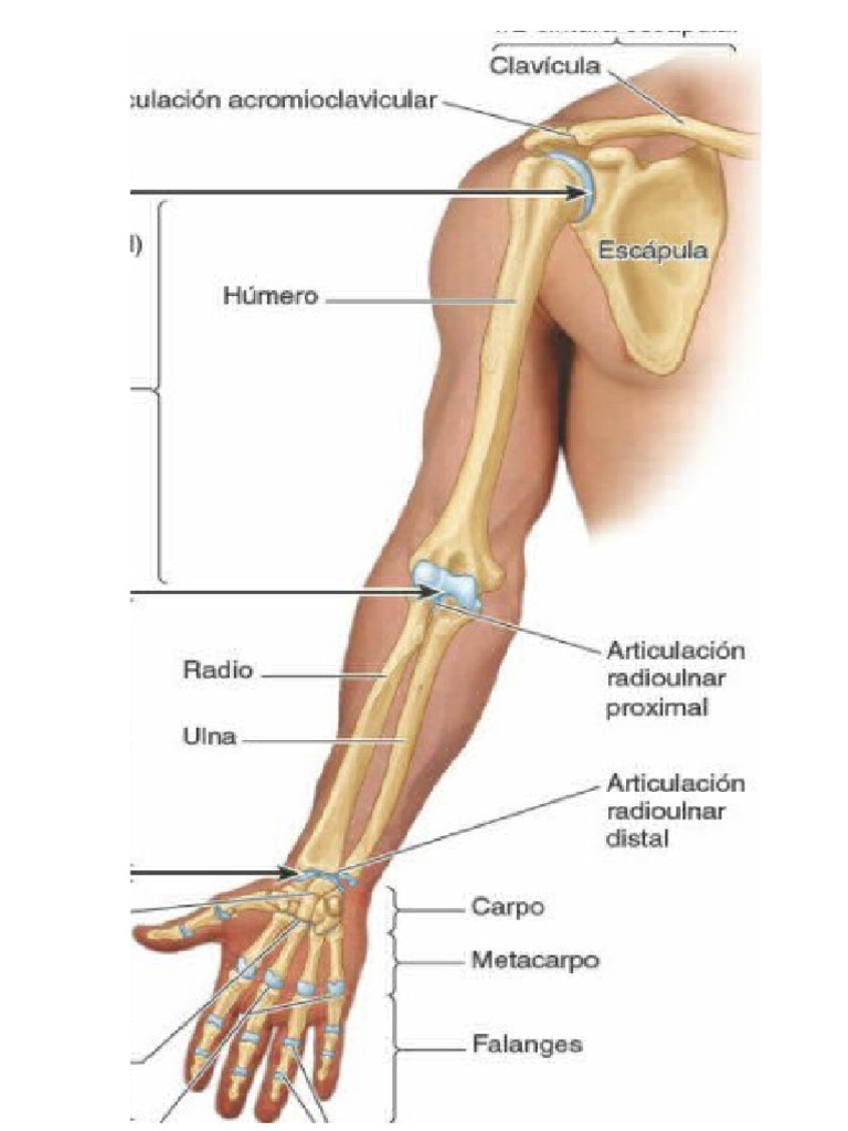Anato Imagenes LL Semestre | PDF