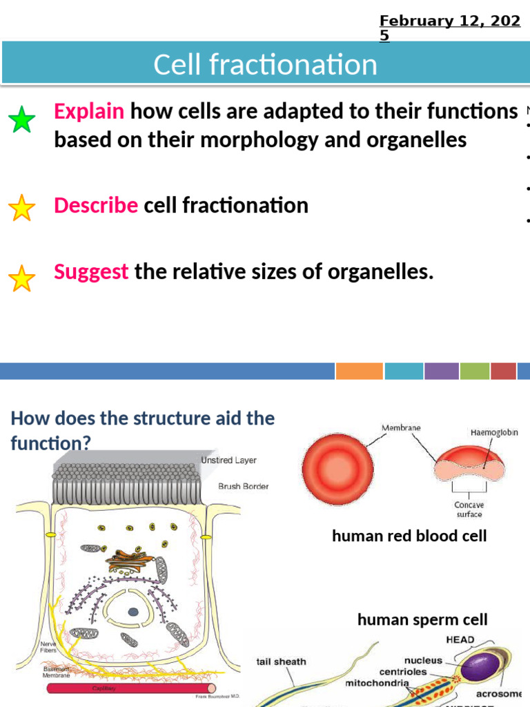 Lesson 3 - JME Specialised Cells and Cell Fractionation Virus As HW ...