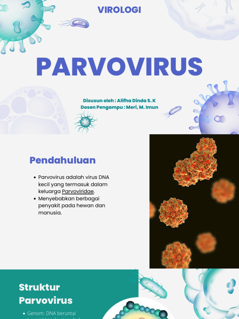 Parvovirus: Ciri dan Replikasi Virus | PDF