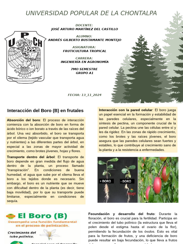 Boro | PDF | Raíz | Pared celular