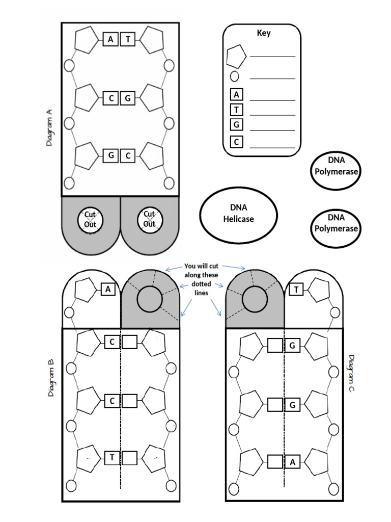 DNA Replication Activity Instructions | PDF | Dna | Molecular Genetics