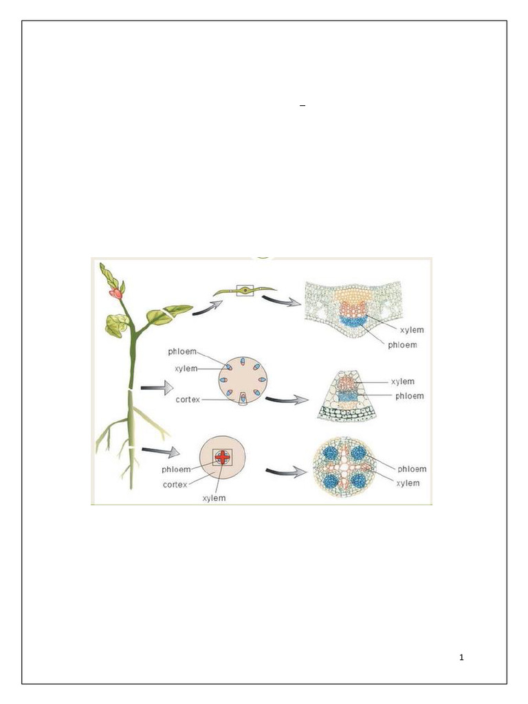 Chapter 8 - Transport in Plants | PDF | Tissue (Biology) | Plant Stem
