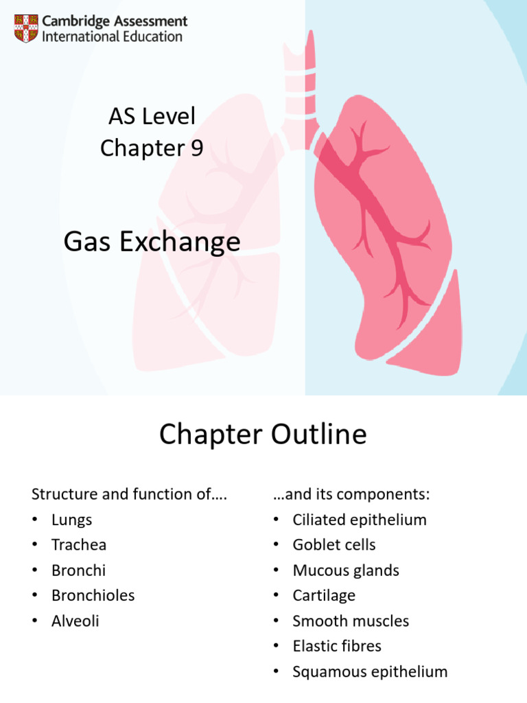 9 Gas Exchange | PDF | Respiratory Tract | Mucus