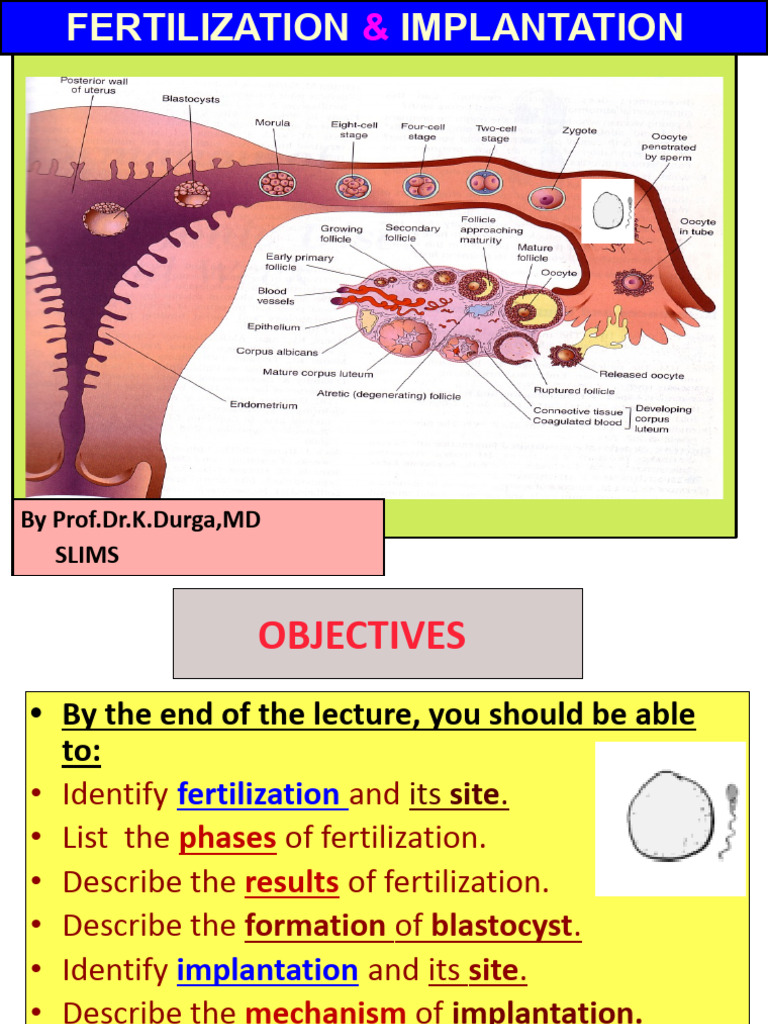 Fertilization & Implantation | PDF | Fertilisation | Sex