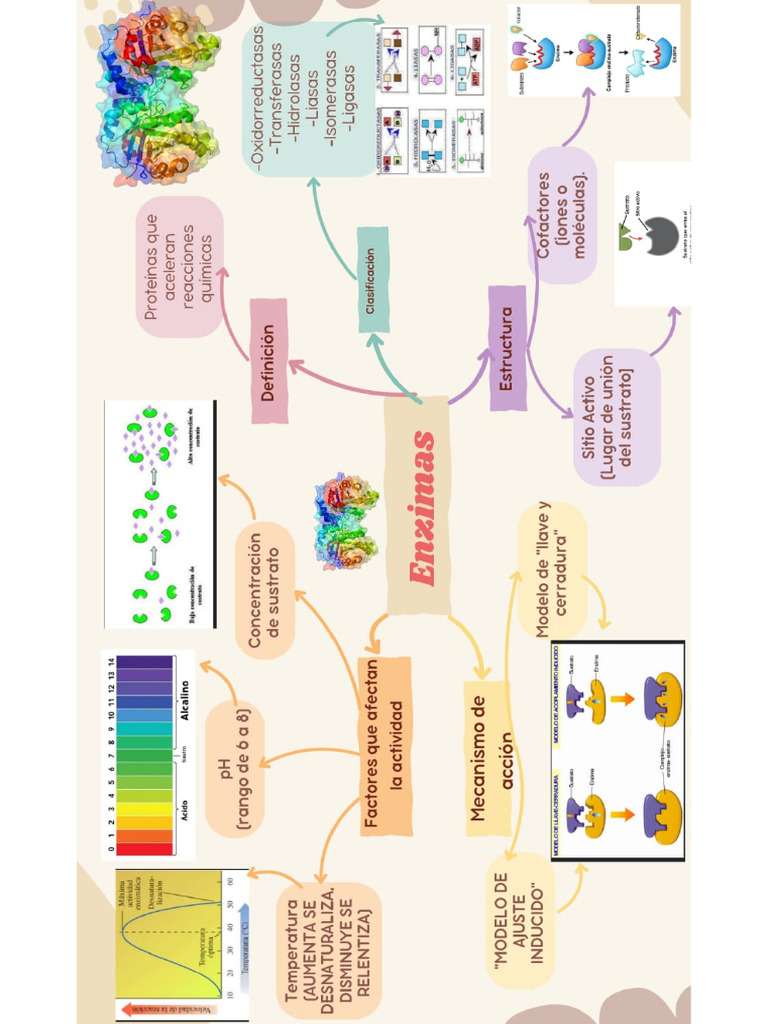 Colorful Creative Mind Map Graph A4 Document PDF | PDF