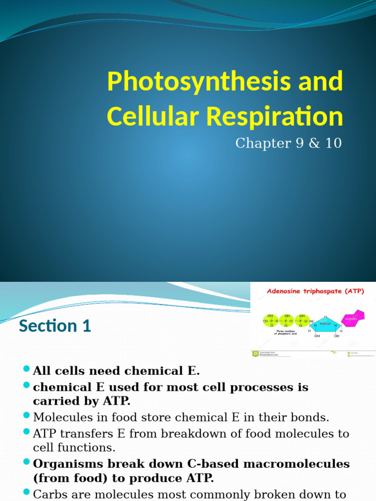 Photosynthesis and Cellular Respiration | PDF | Cellular Respiration ...