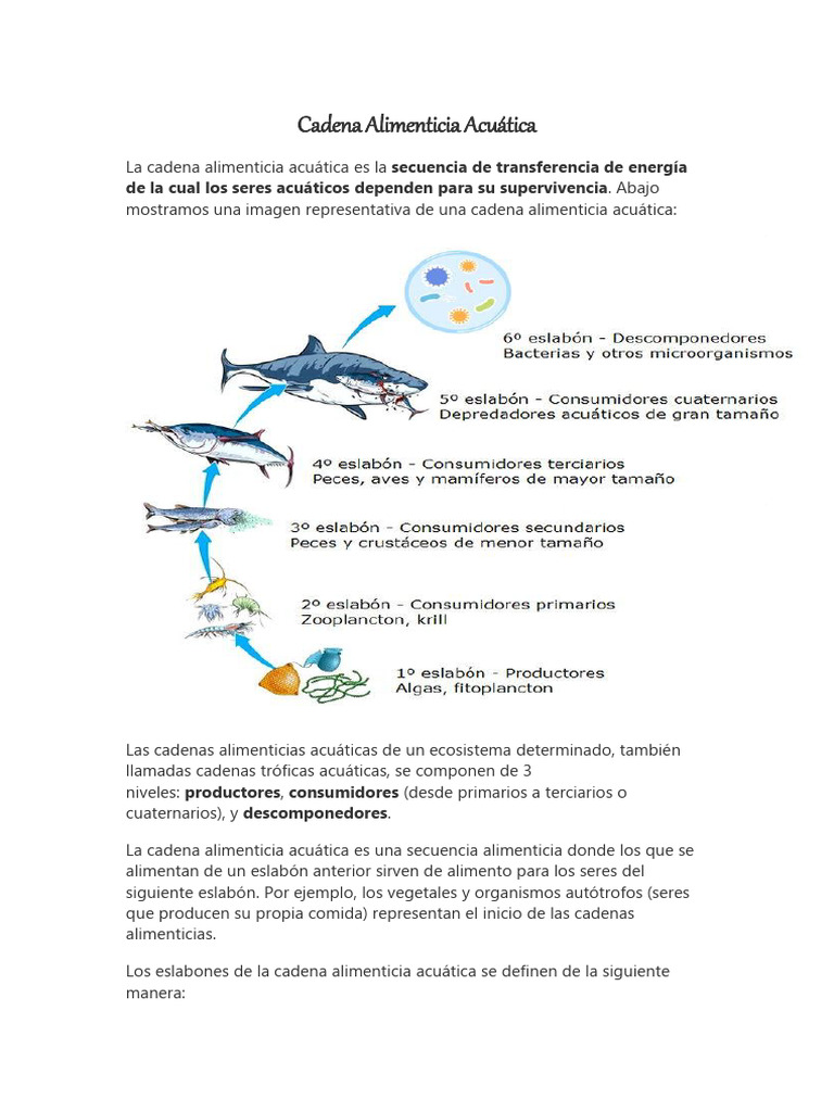 Cadena Alimenticia Acuática y Niveles Tróficos | PDF | Red alimentaria ...