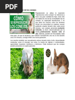 Ciclo de Vida del Conejo para Niños | PDF