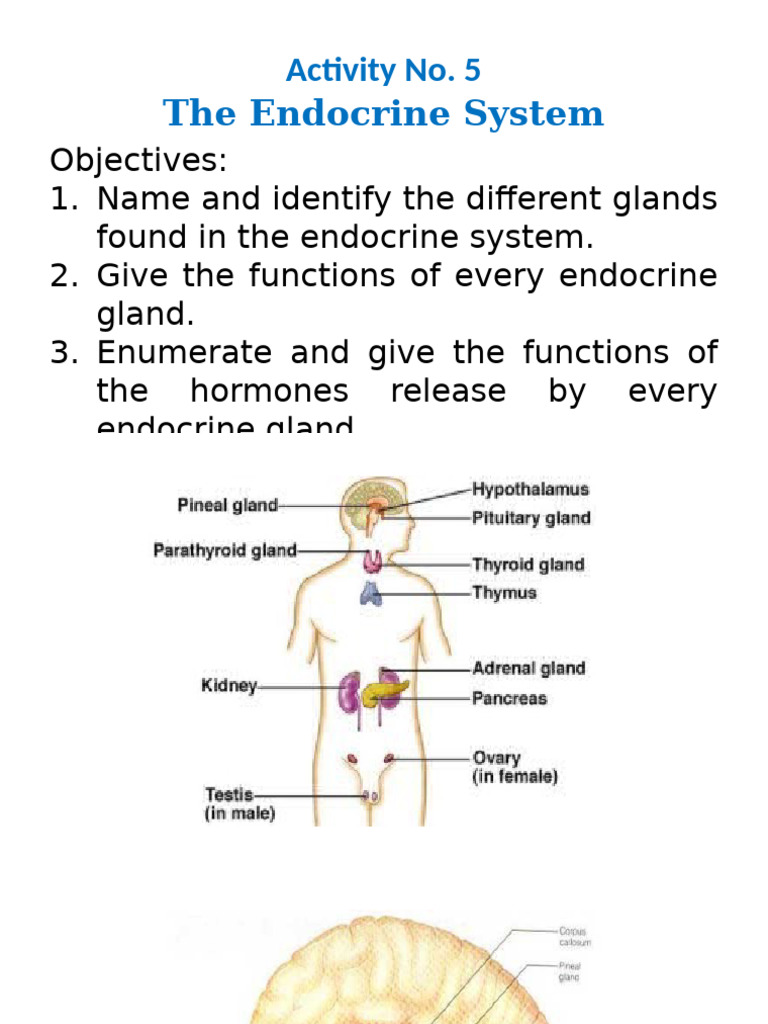 Endocrine System Glands and Hormones Guide | PDF | Pituitary Gland ...
