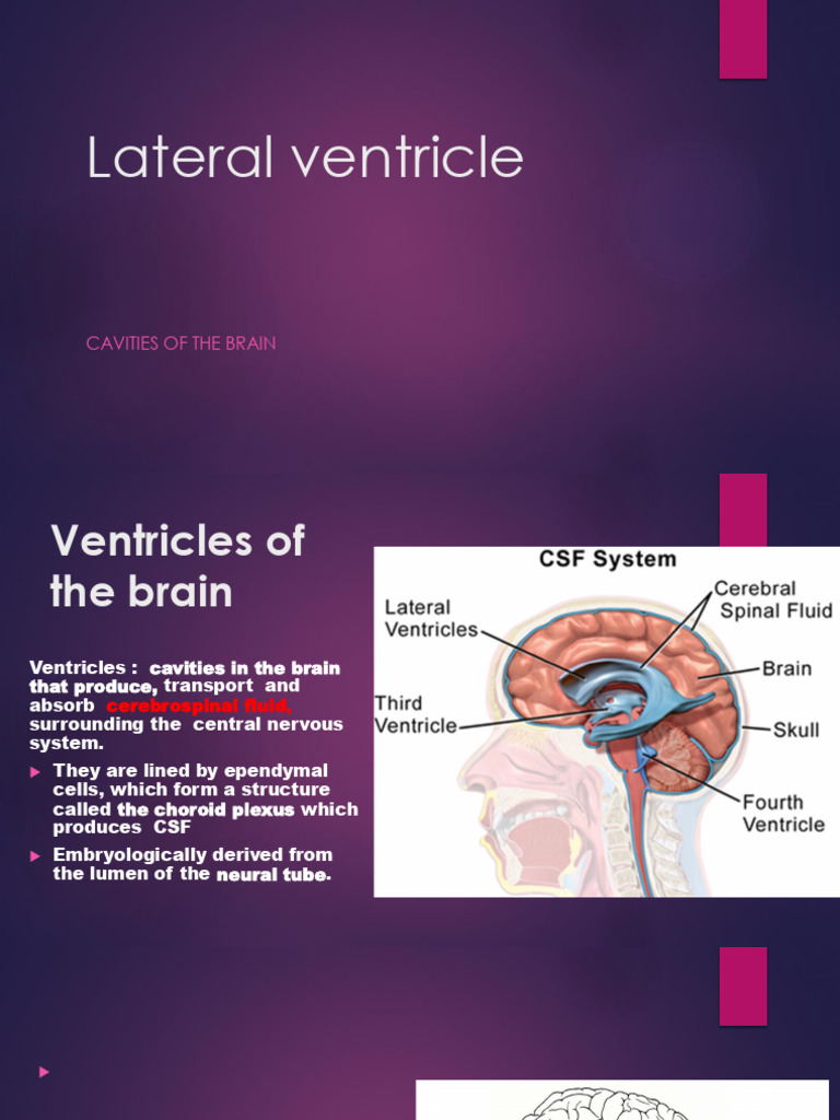 Lateral Ventricle | PDF | Cerebrospinal Fluid | Nervous System