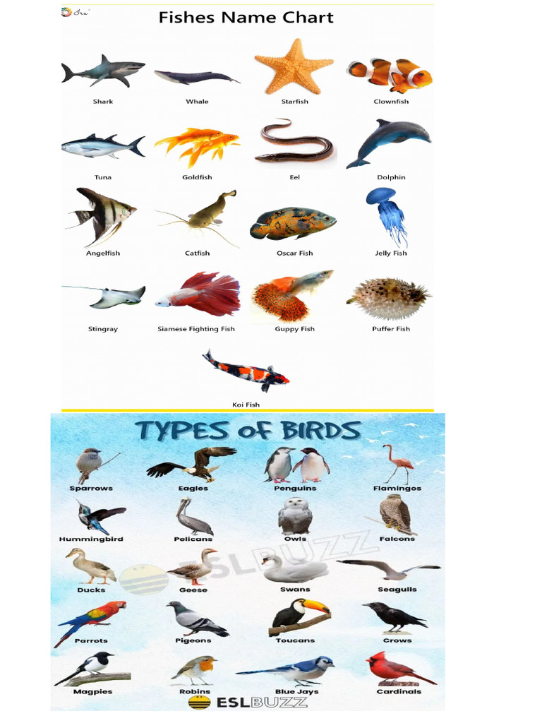 Fish and Birds | PDF