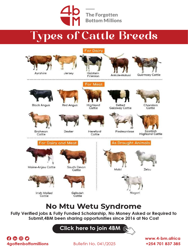 4BM - Cattle Breeds - Now You Know | PDF