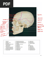Netter's Anatomy Atlas | PDF