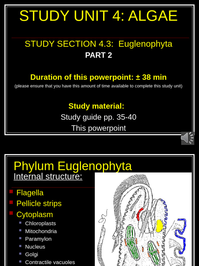 SS4.3 - Euglenophyta Part 2 - VO | PDF | Cell (Biology) | Chloroplast