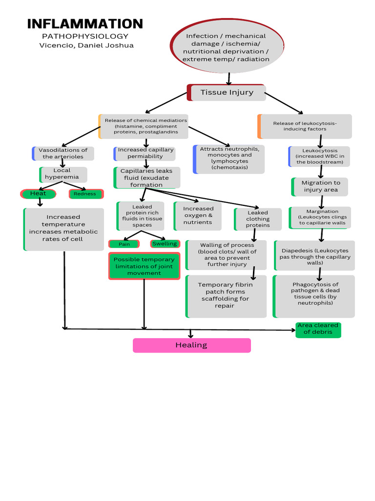 INFLAMMATION_20250211_224830_0000 | PDF | White Blood Cell | Capillary