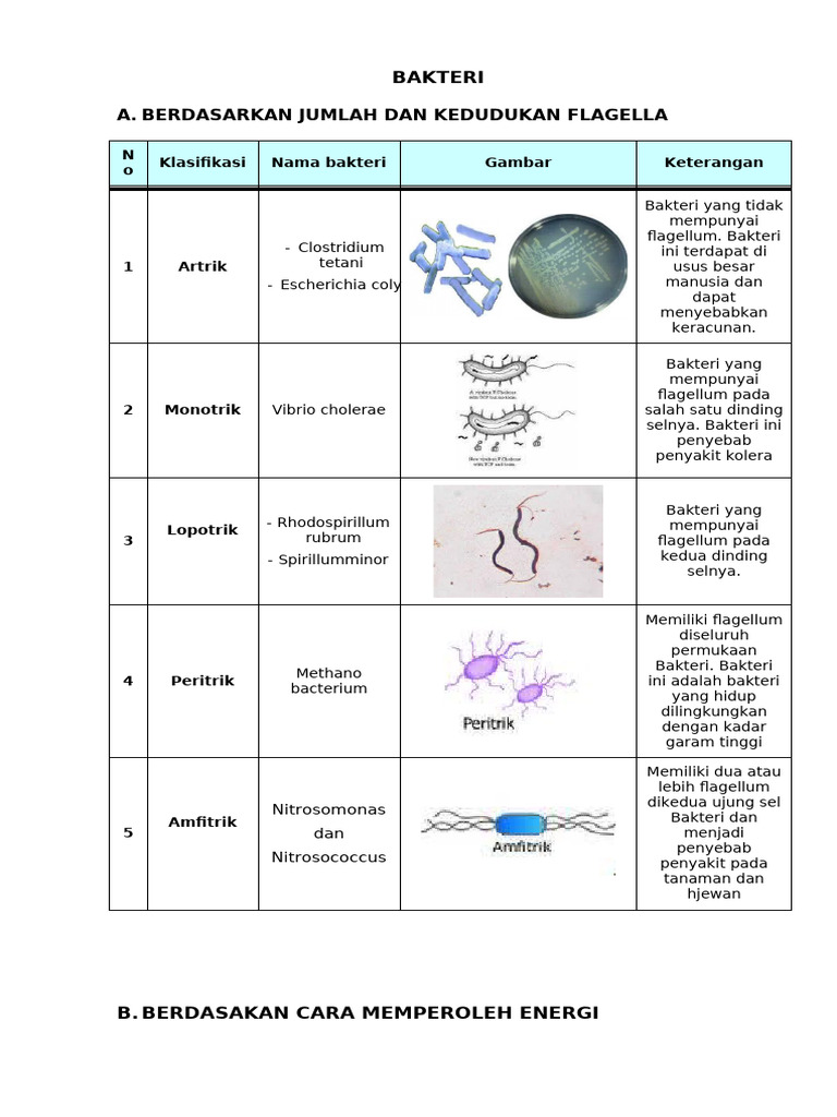 Macam Macam Bakteri | PDF
