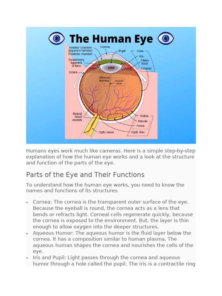Humans Eyes Work Much Like Cameras | PDF | Eye | Cornea