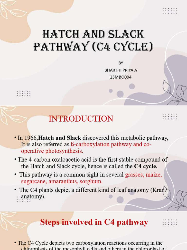 23mbo004-Hatch and Slack Pathway (C4 Cycle) | PDF | Biochemistry ...