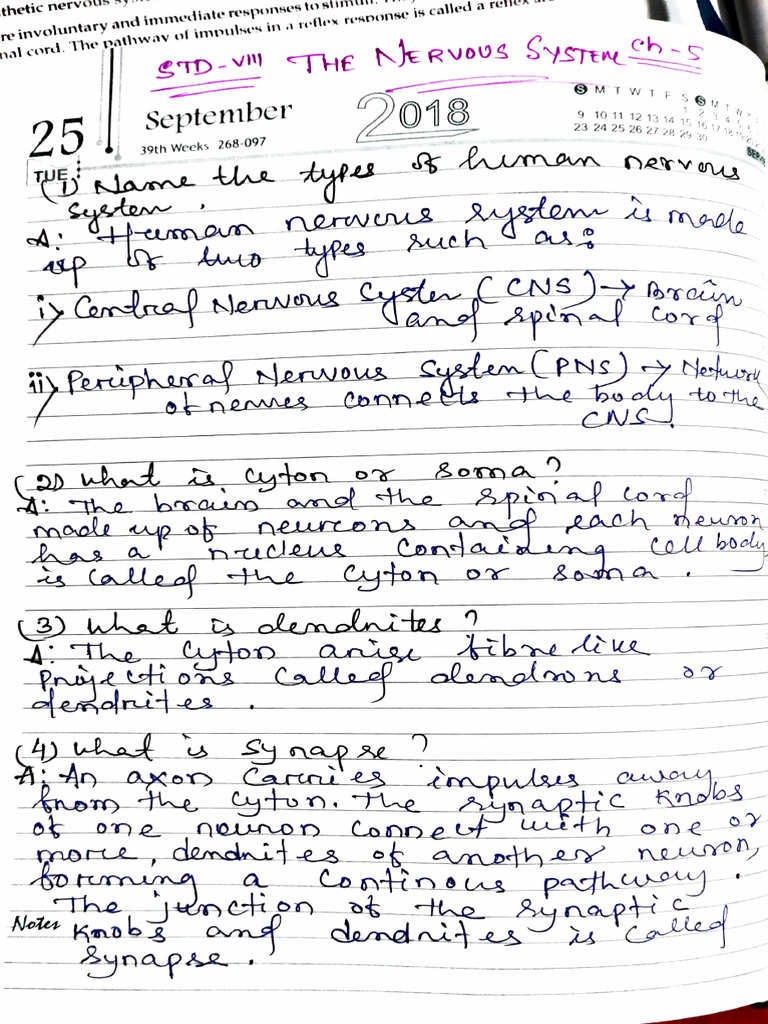 Std8-bio-ch5-The Nervous System | PDF