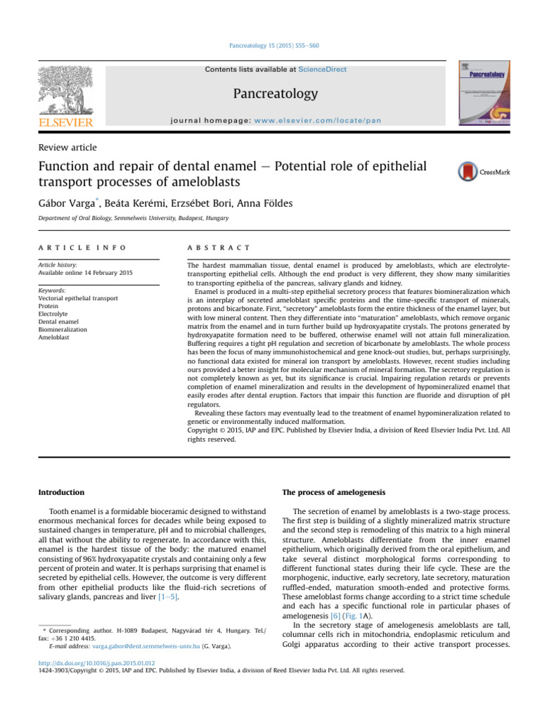 Varga 2015 | PDF | Cell Membrane | Tooth Enamel