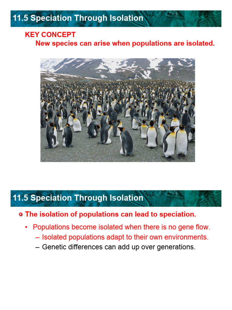 Bio Ch11-5 Speciation | PDF
