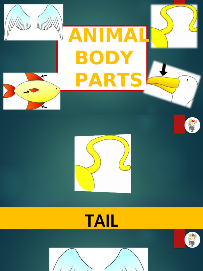 Animal Body Parts Flashcards 141558 | PDF