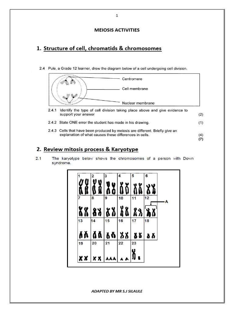Meiosis Activities Student | PDF | Meiosis | Molecular Genetics