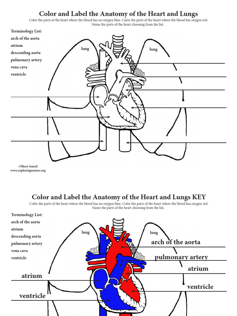 Heart Lungs Coloring Labeling W Key | PDF