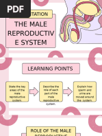 Male Reproductive System Worksheet | PDF