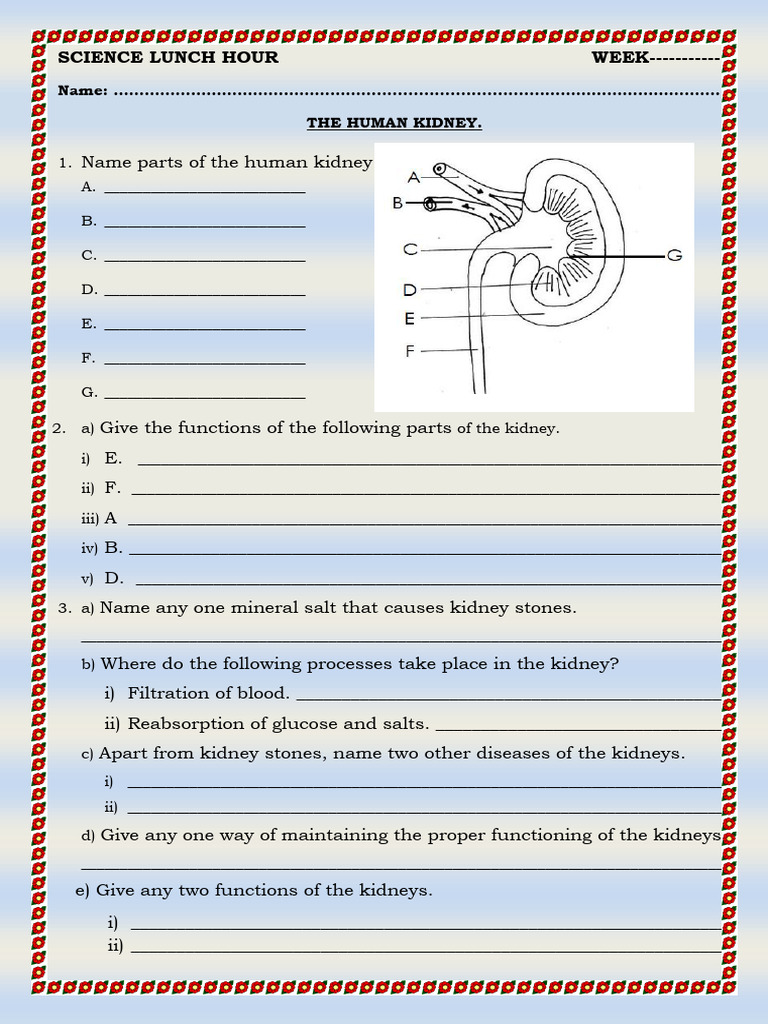 Kidney | PDF