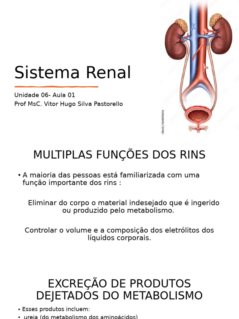 Unidade 06. Aula 01 Sistema Renal | PDF | Rim | Órgão (anatomia)
