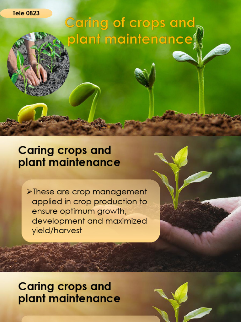 Caring and Maintaining Crops | PDF | Fertilizer | Irrigation