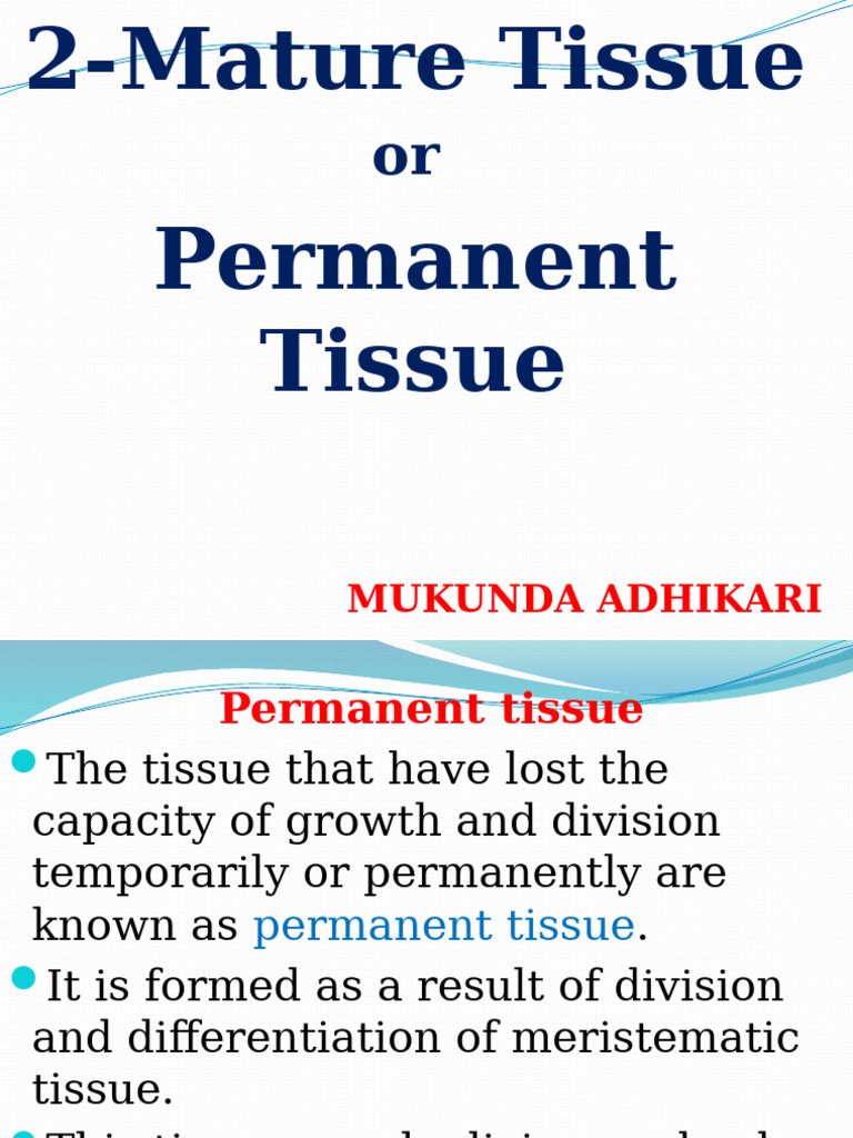 2. Permanent Tissue | PDF | Tissue (Biology) | Anatomy