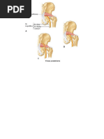 Anatomia da Região Glútea: Estruturas e Funções | PDF | Anatomia dos ...